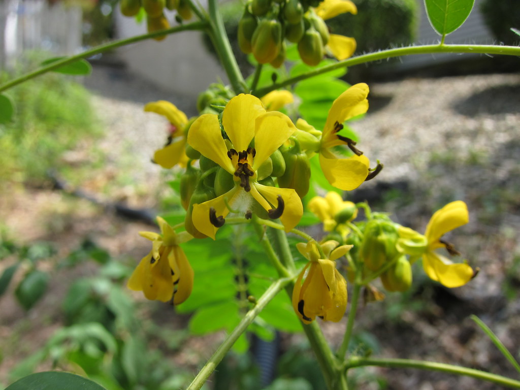 Wild Senna - Capital Native Plants